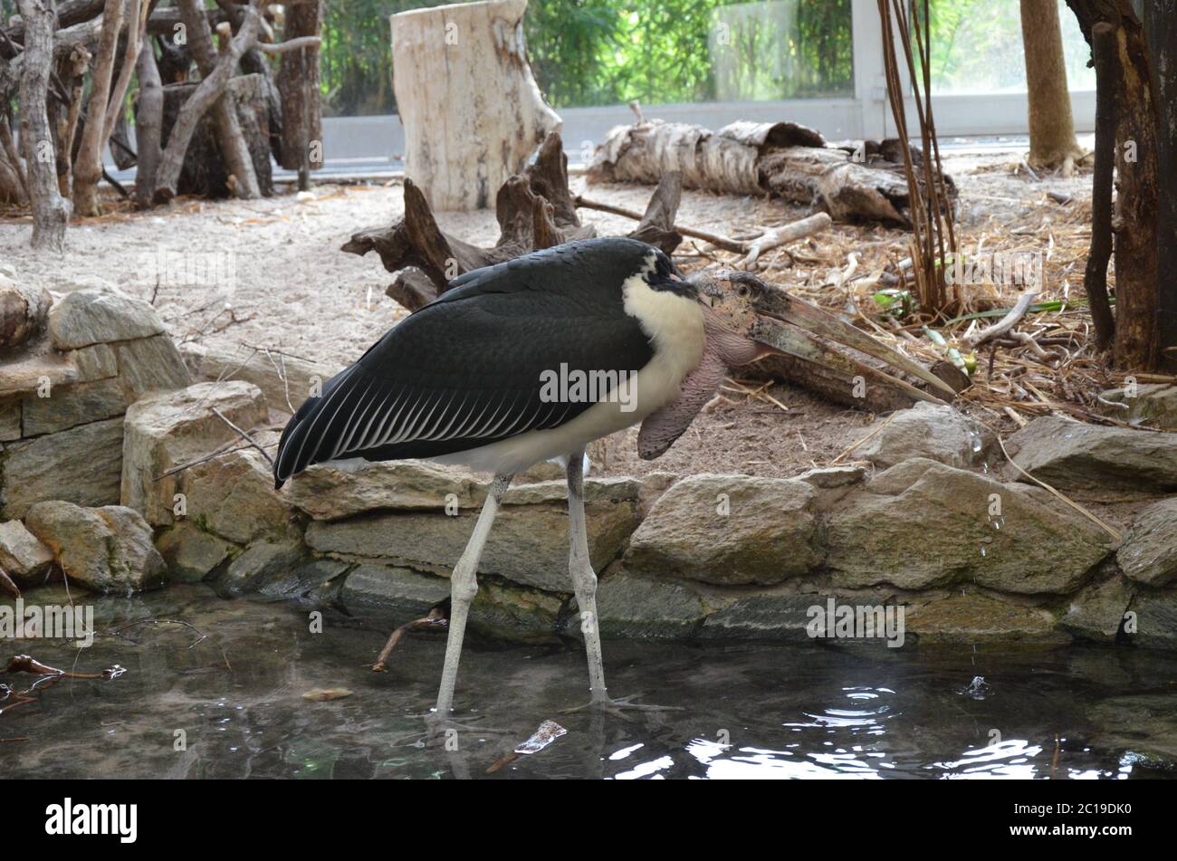 African Marabou Leptoptilos crumeniferus in Frankfurt zoo Stock Photo ...
