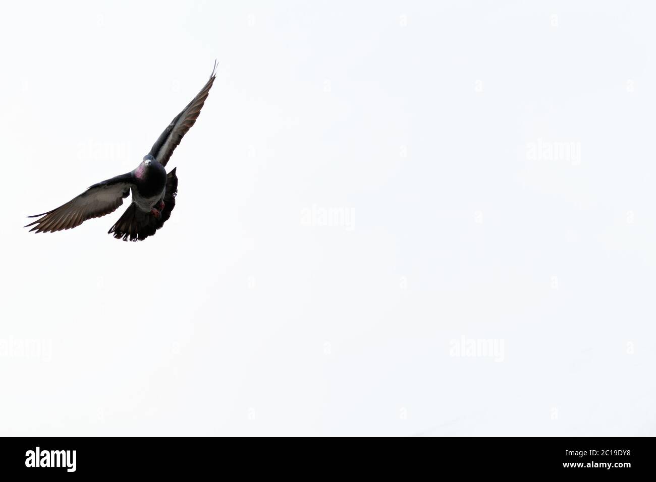 Photo of pigeon hi-res stock photography and images - Alamy