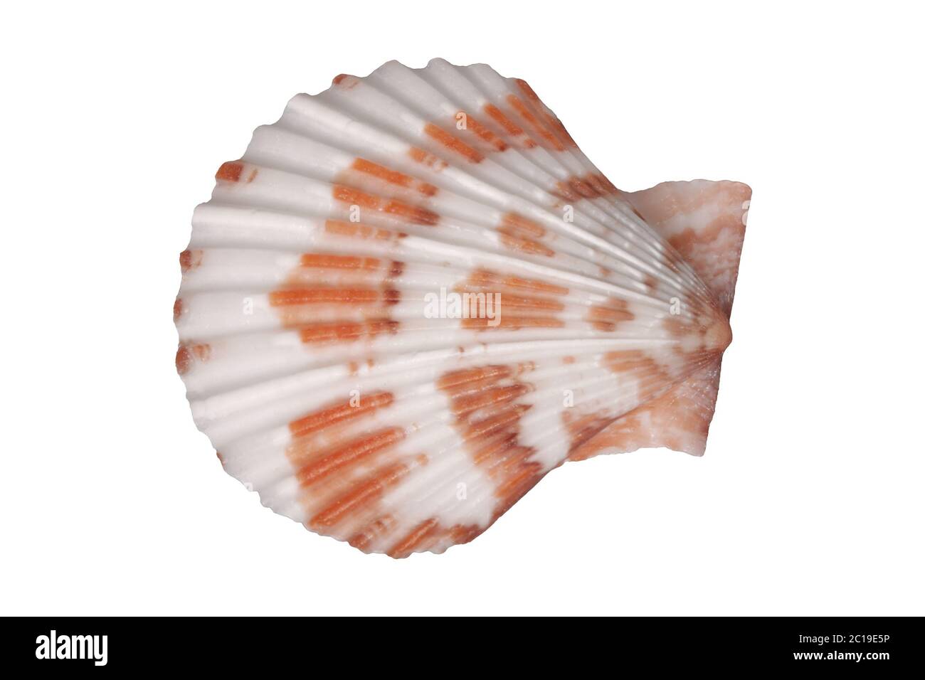 Sea shell isolated on a white background Stock Photo - Alamy