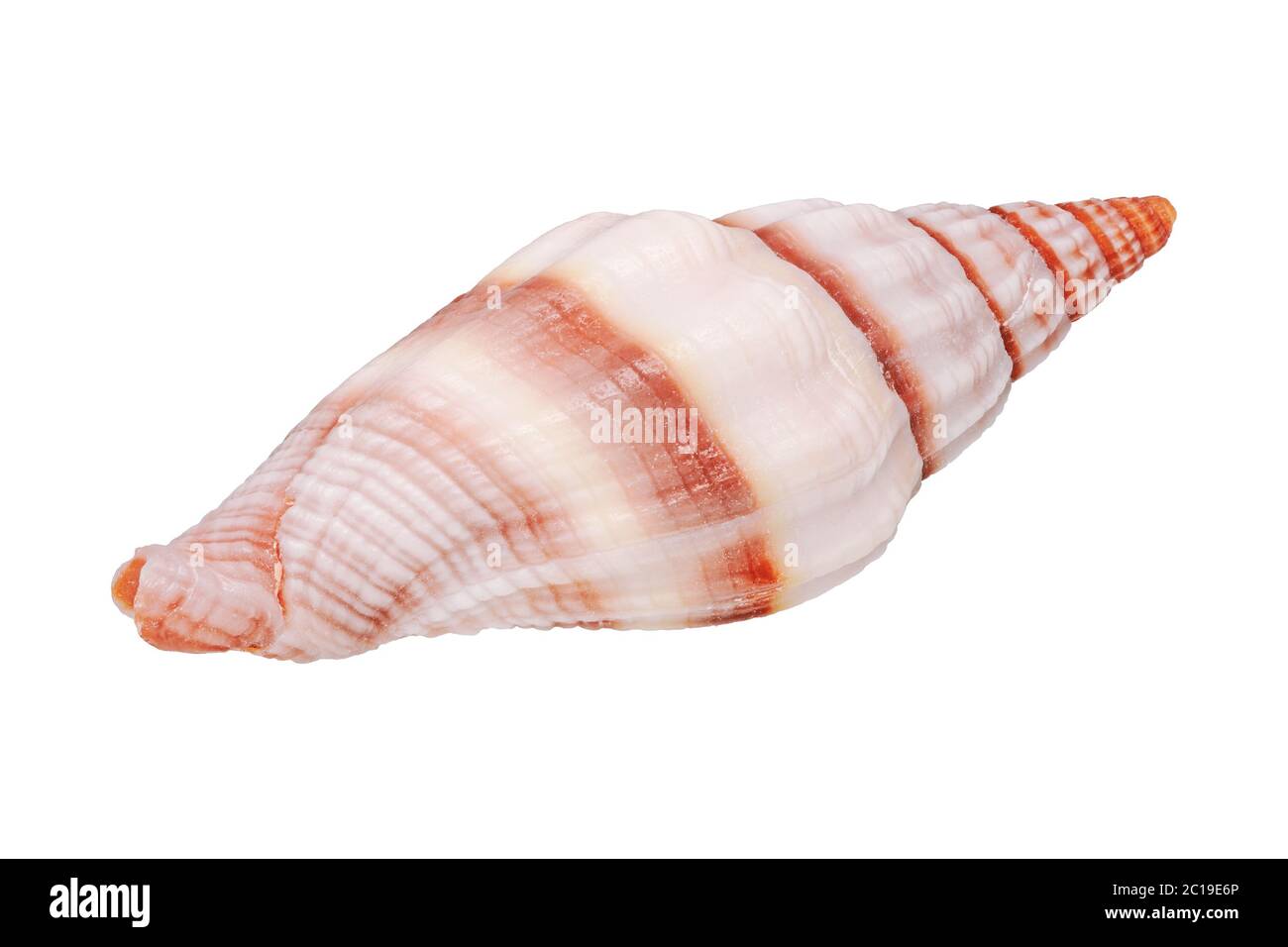 Sea shell isolated on a white background Stock Photo - Alamy