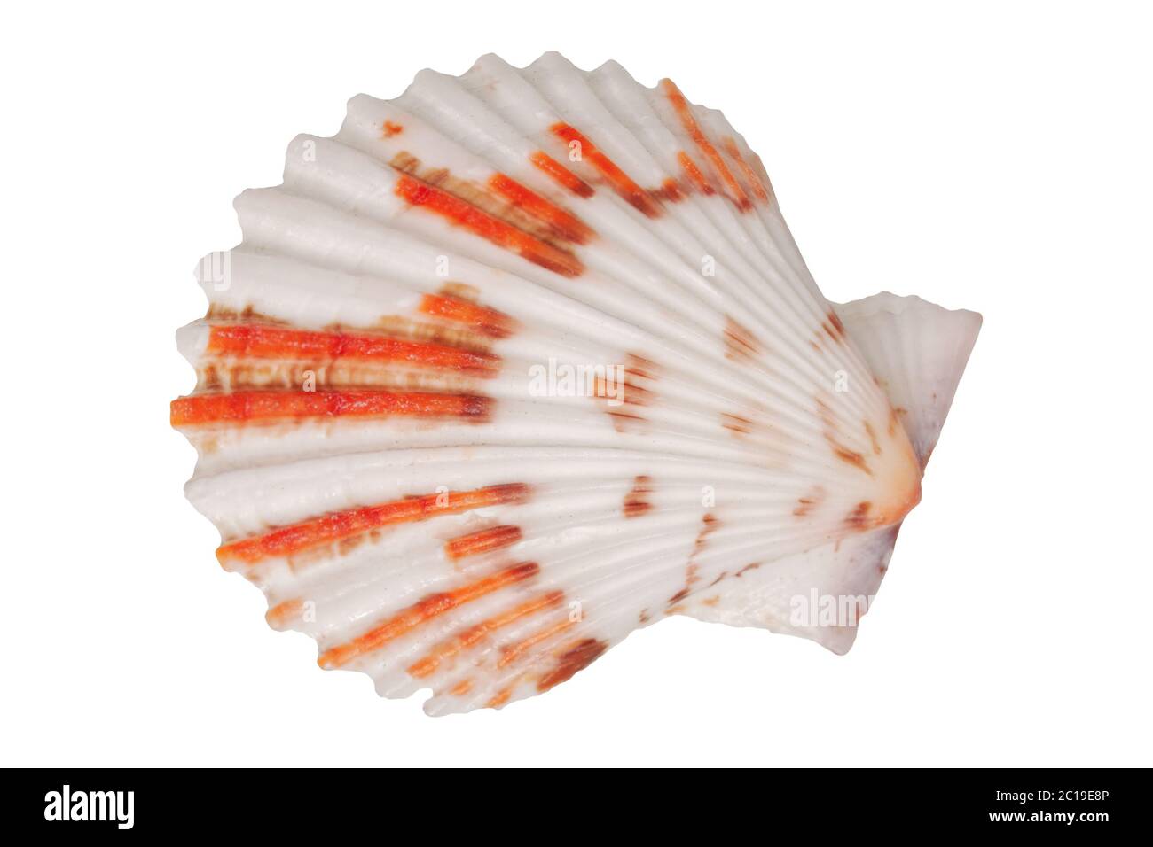 Sea shell isolated on a white background Stock Photo - Alamy