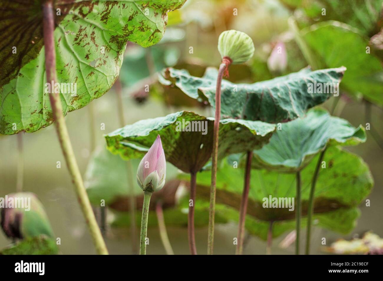 Lotus with nature in pond Stock Photo - Alamy