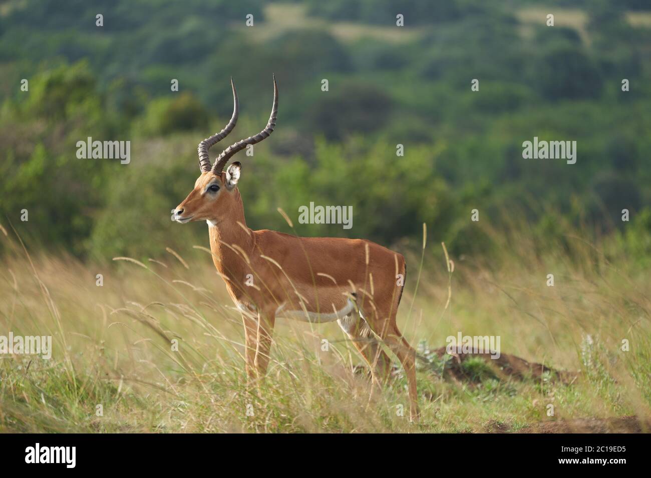 Impala Group Impalas Antelope Portrait Africa Safari Stock Photo - Alamy