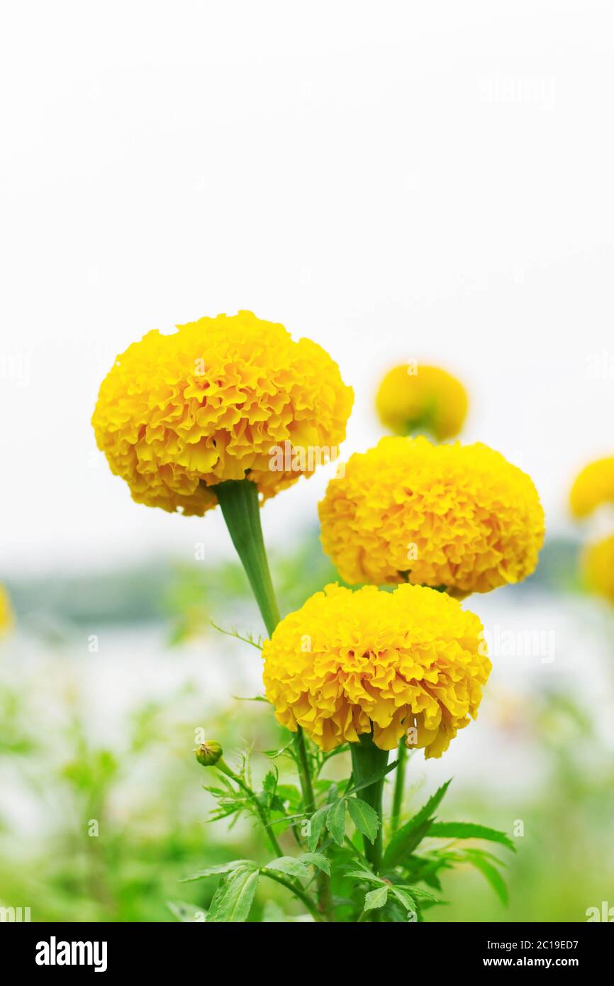 Marigold with white background Stock Photo - Alamy