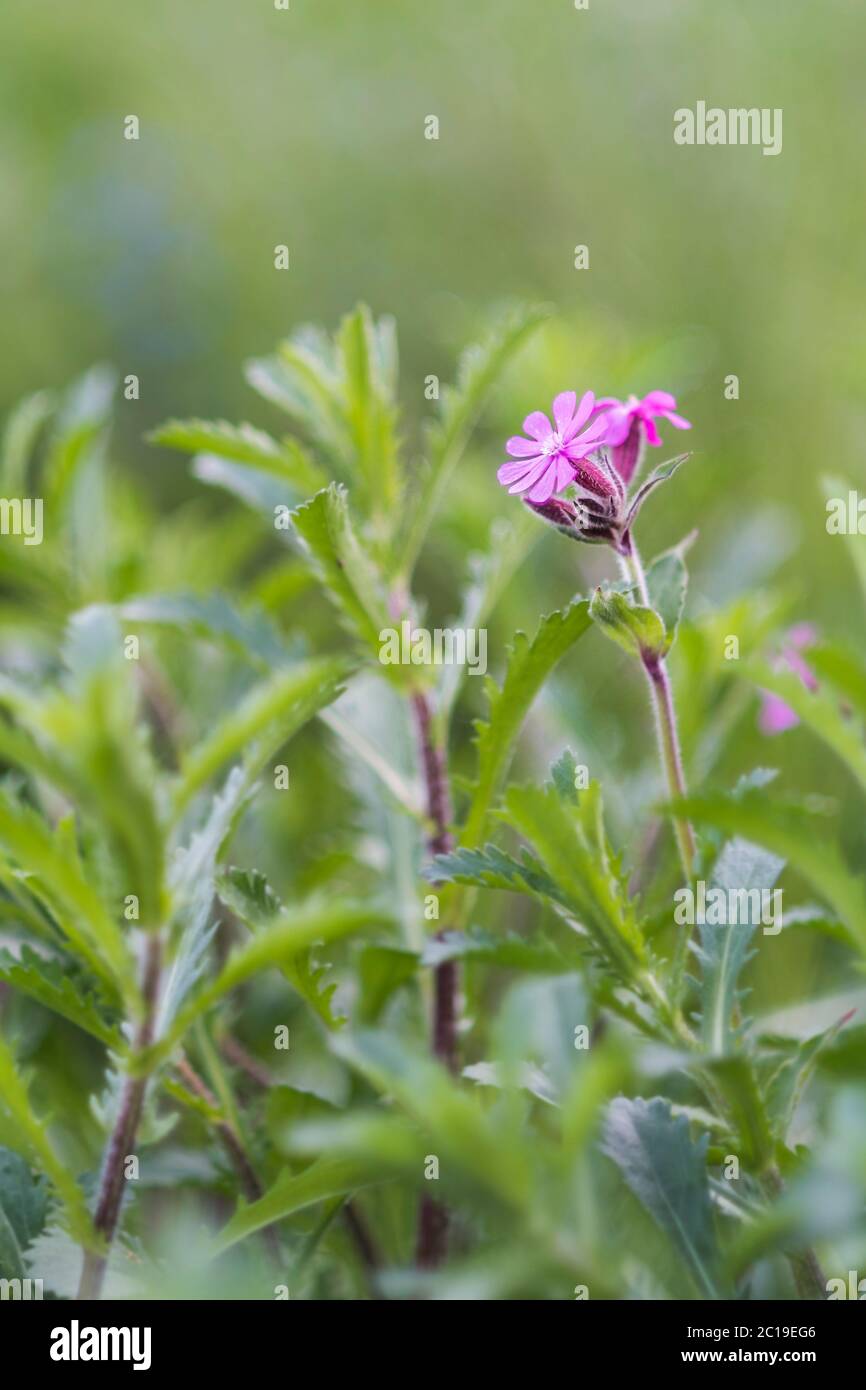 The pretty delicate flowers of the Red Campion plant. Silene dioica ...