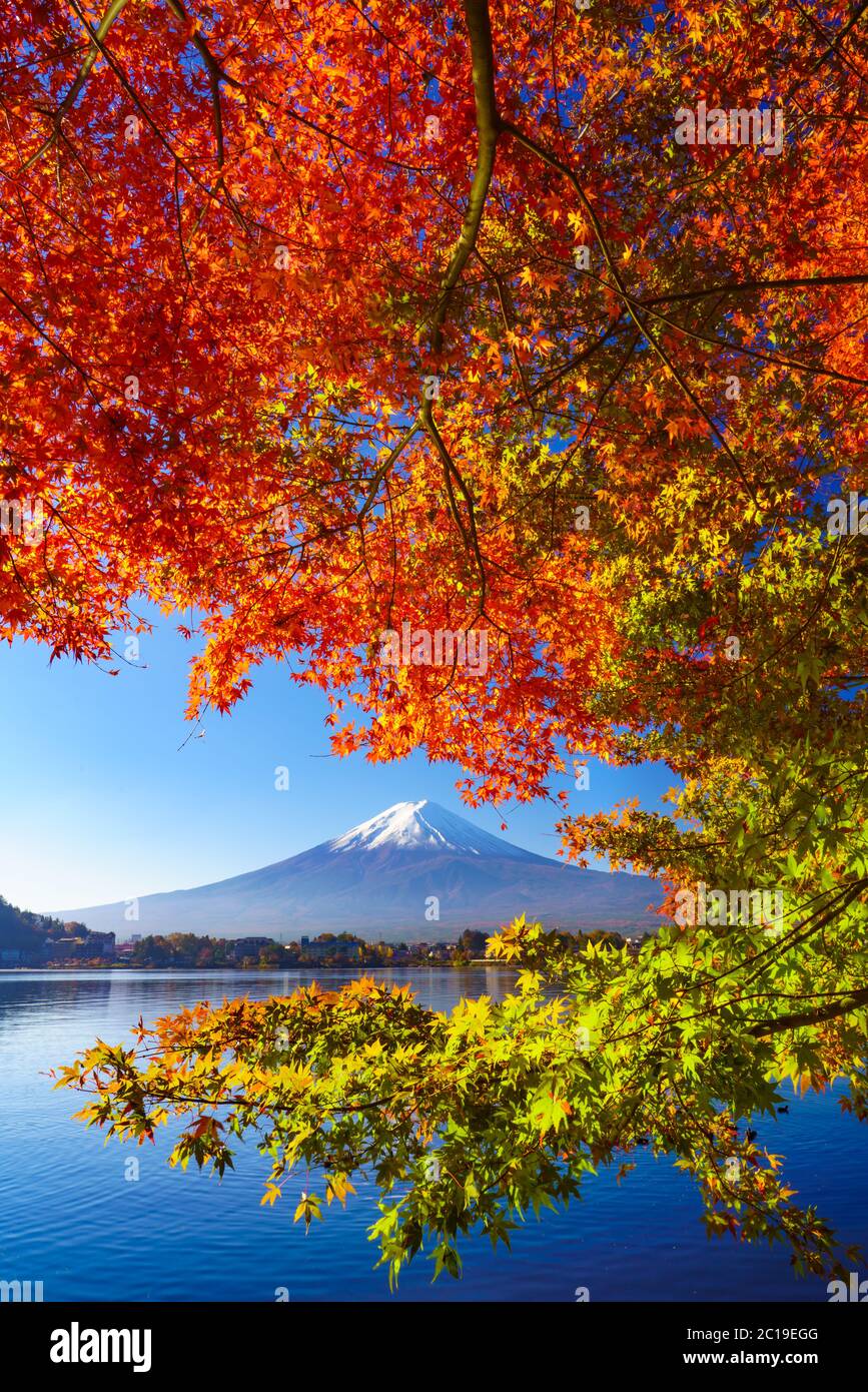 Mountain fuji with red maple in Autumn, Kawaguchiko Lake, Japan Stock ...