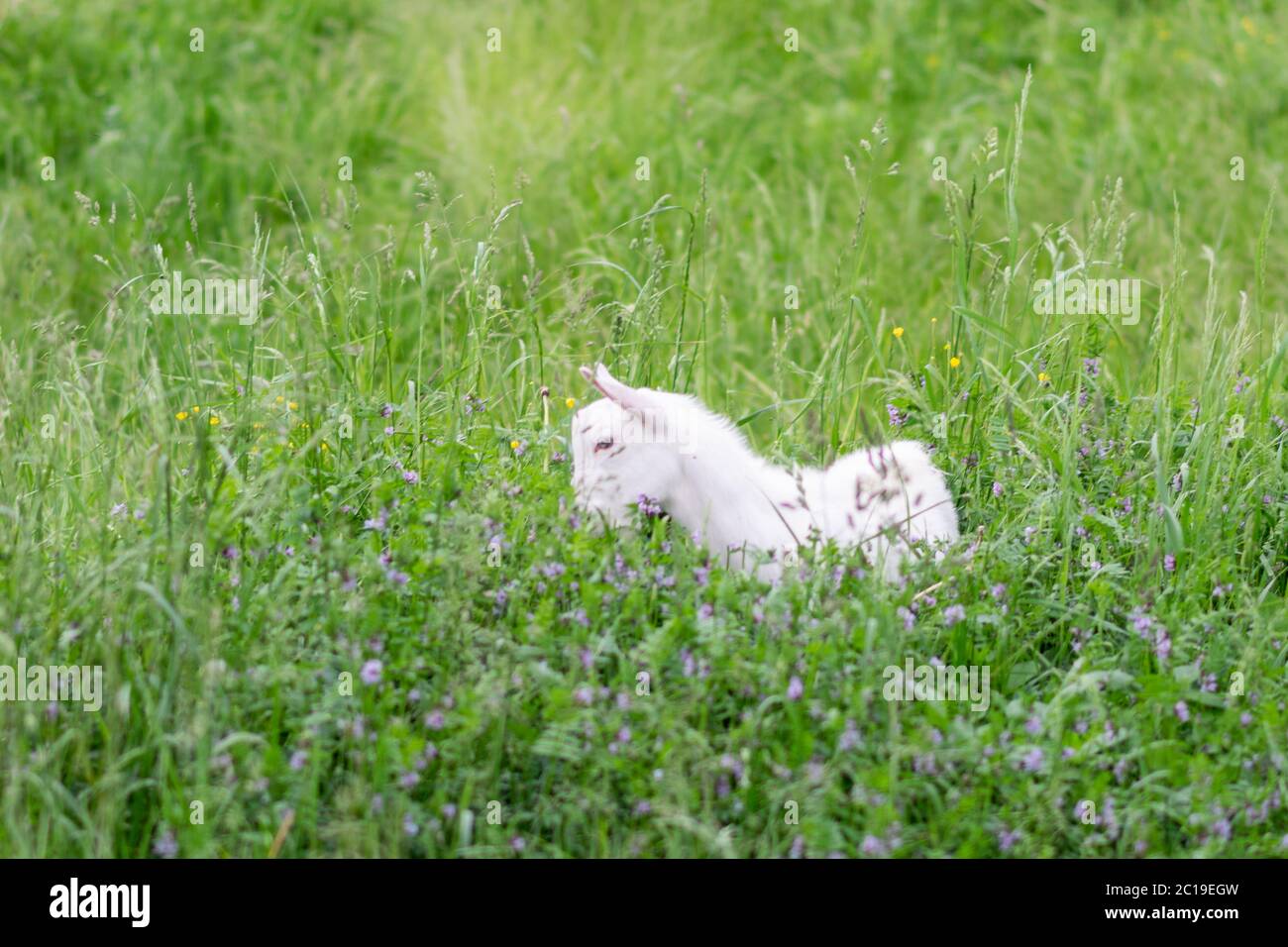 One little goat hi-res stock photography and images - Alamy