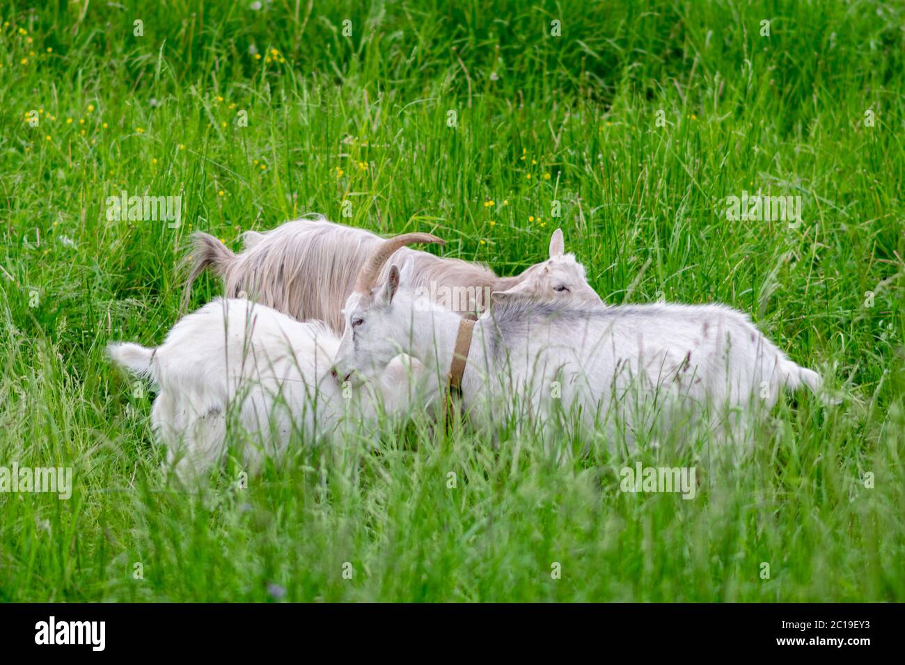 2 white goats hi-res stock photography and images - Alamy