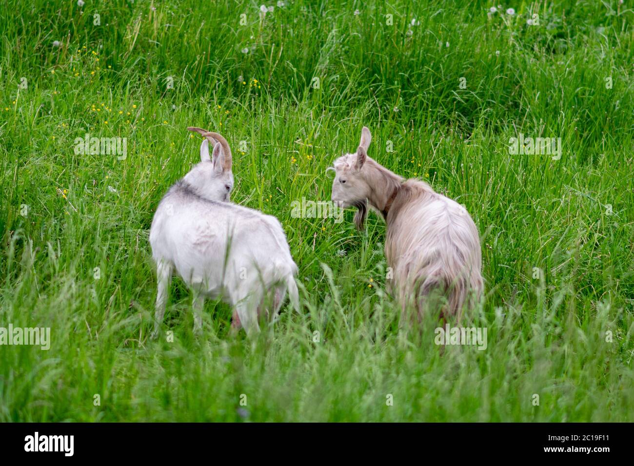Little gray goat hi-res stock photography and images - Alamy