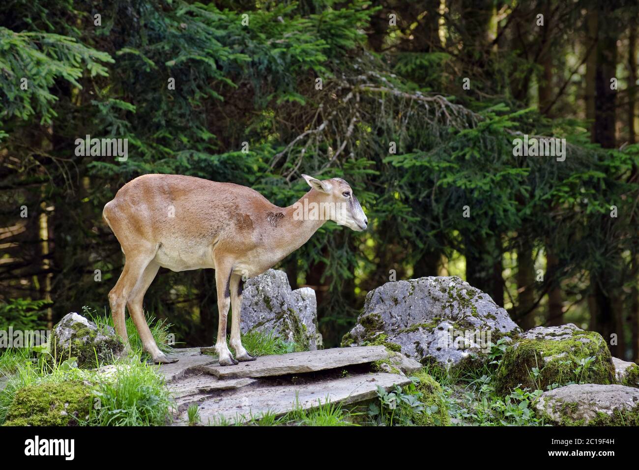 European mouflon (ewe) - Ovis orientalis musimon Stock Photo - Alamy