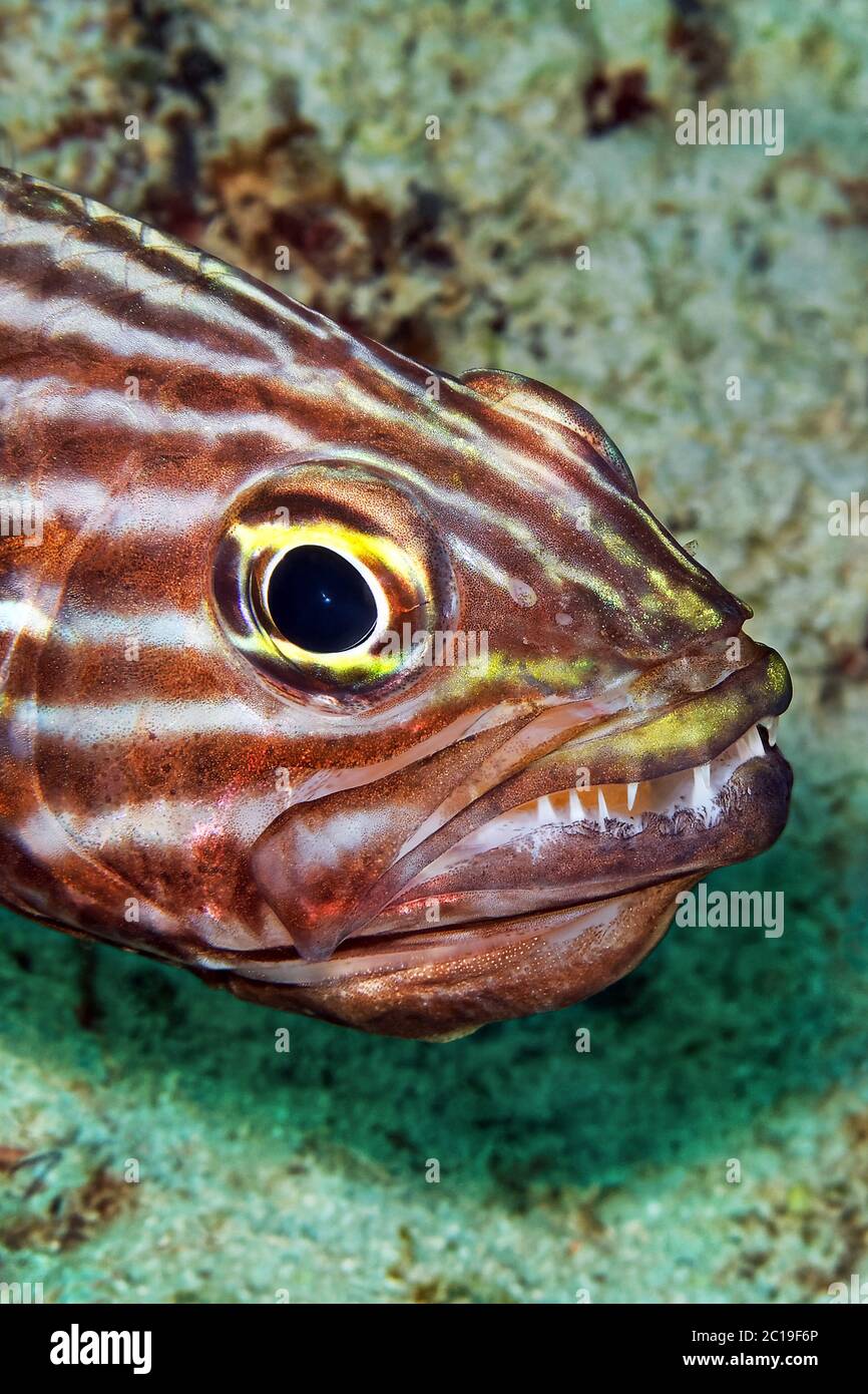 Large toothed cardinalfish - Cheilodipterus macrodon Stock Photo - Alamy