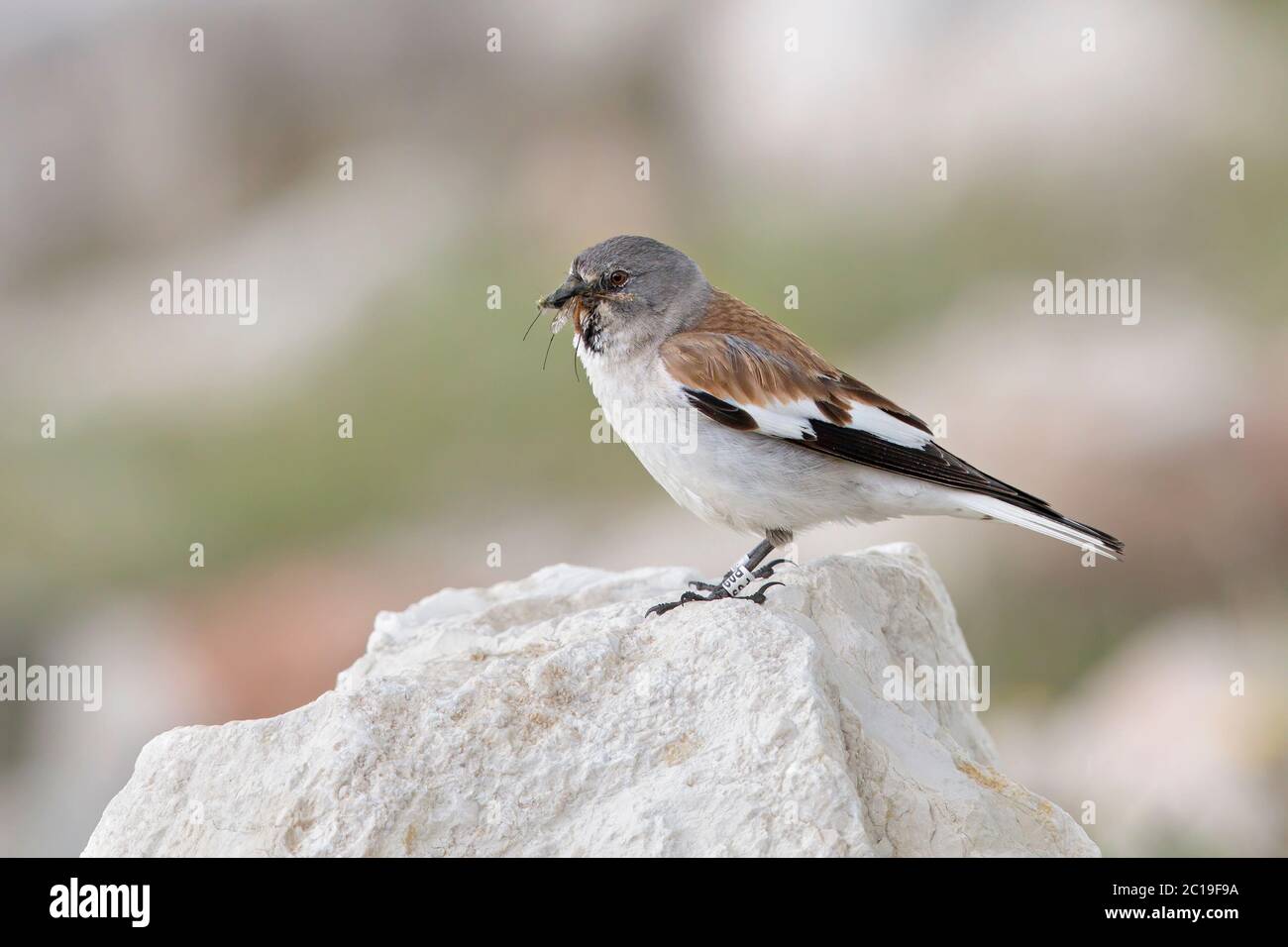 White winged snowfinch hi-res stock photography and images - Alamy