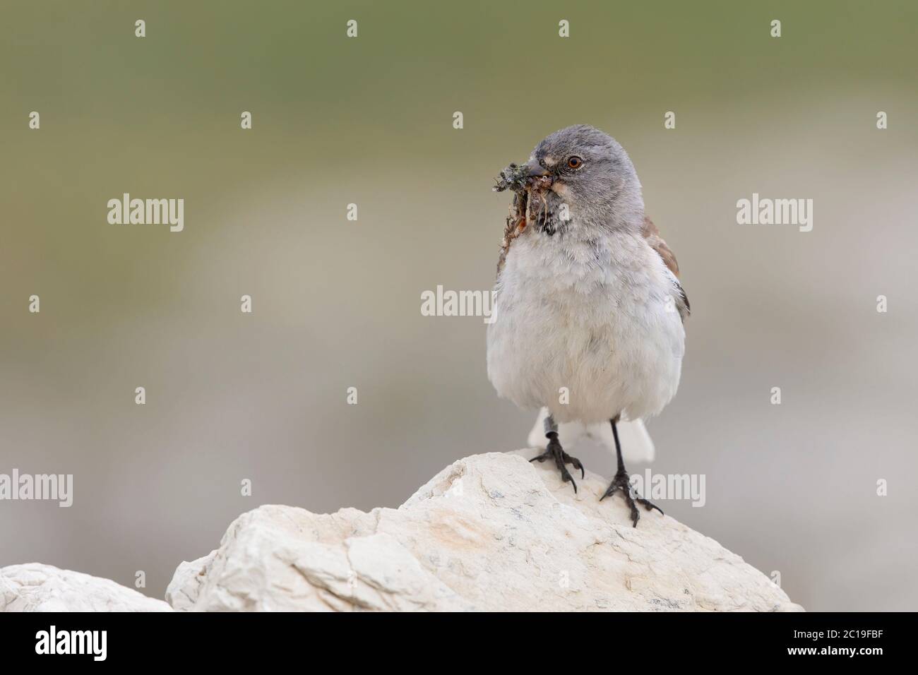 White winged snowfinch hi-res stock photography and images - Alamy