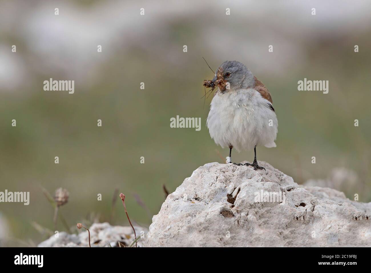White winged snowfinch hi-res stock photography and images - Alamy