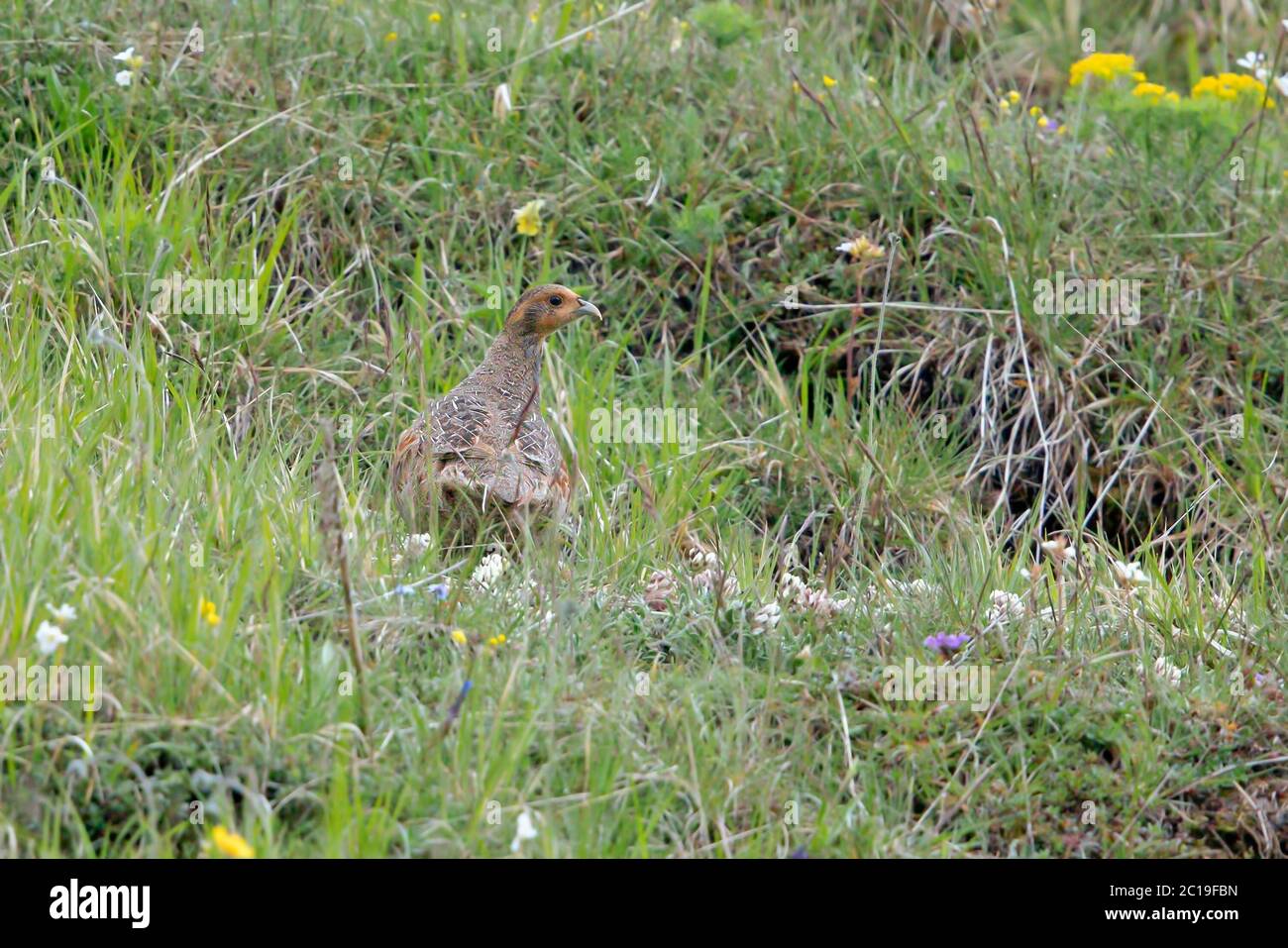 Partridge mountain hi-res stock photography and images - Alamy