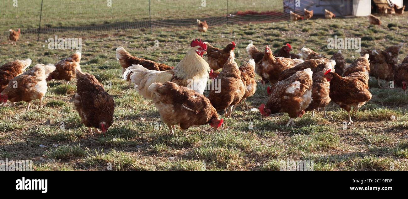 Free run chicken farming. Outdoor hens. Cock between hens Stock Photo ...