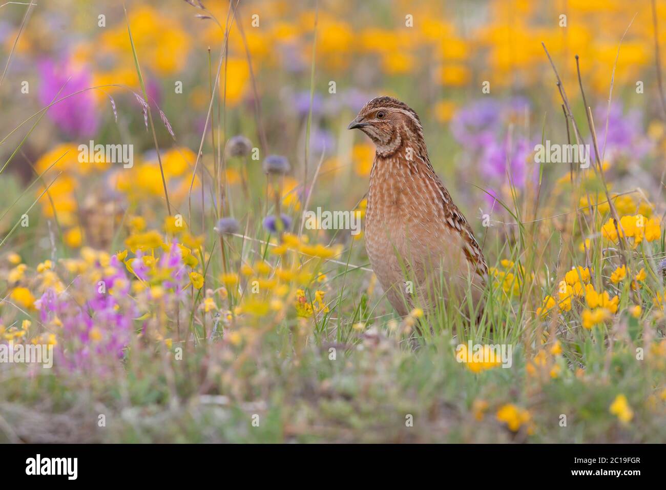 Common quail hi-res stock photography and images - Alamy
