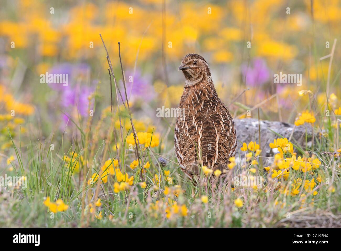 Mountain quail hi-res stock photography and images - Alamy
