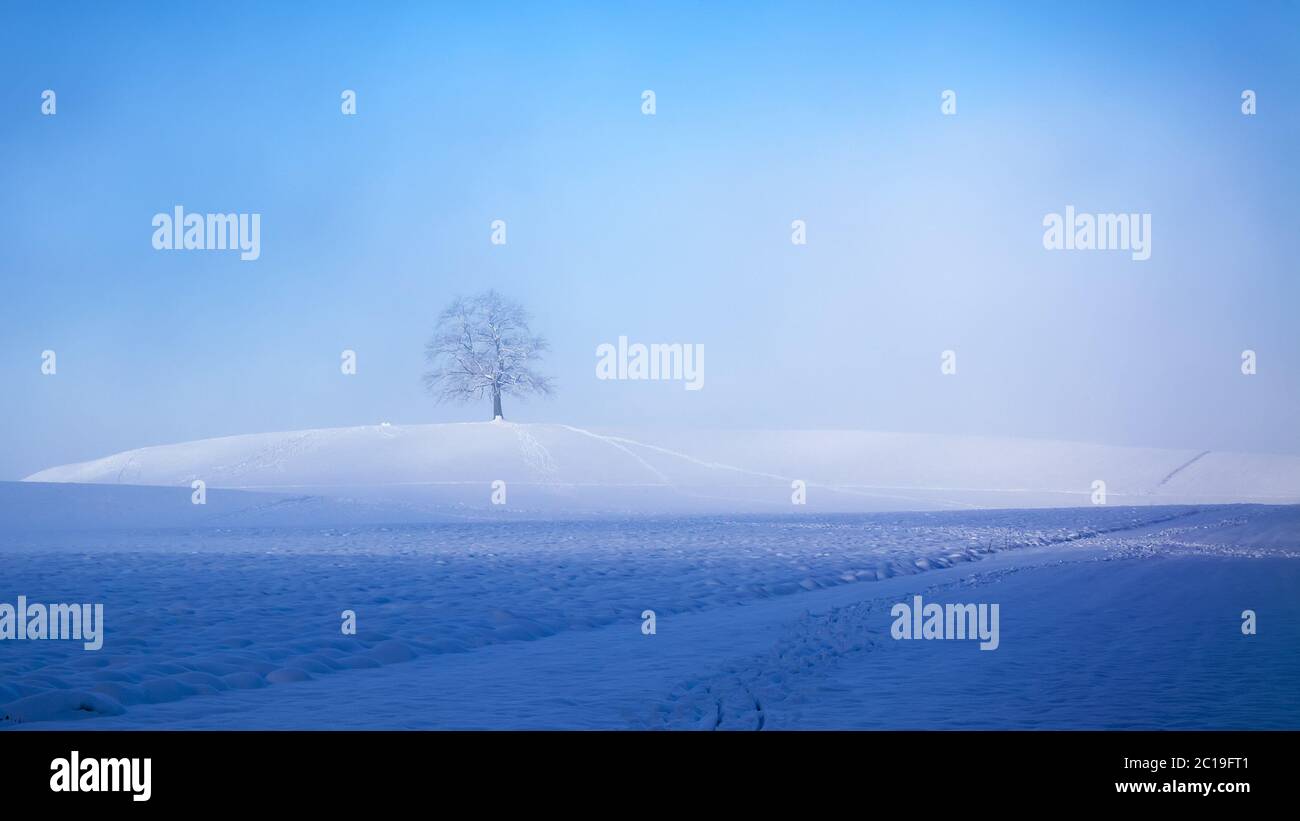 Tree scenery hi-res stock photography and images - Alamy