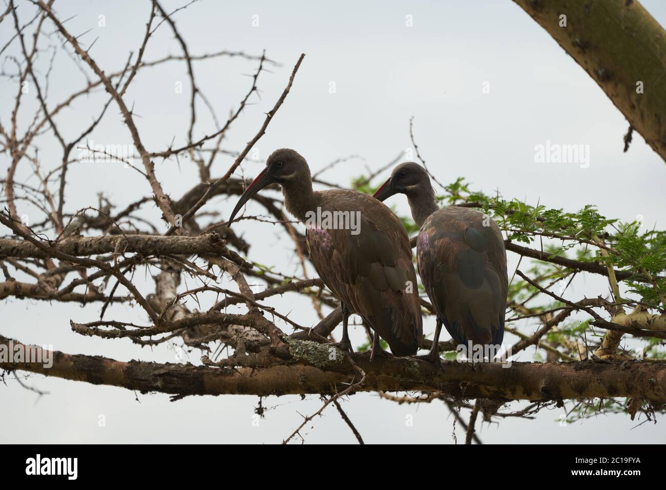 Hadeda ibis Bostrychia hagedash also called hadada Sub-Saharan Africa ...