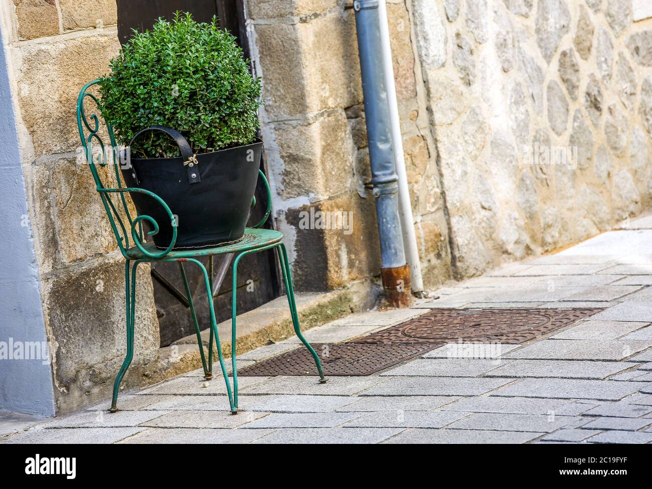 Round bush in black pot on chair Stock Photo - Alamy