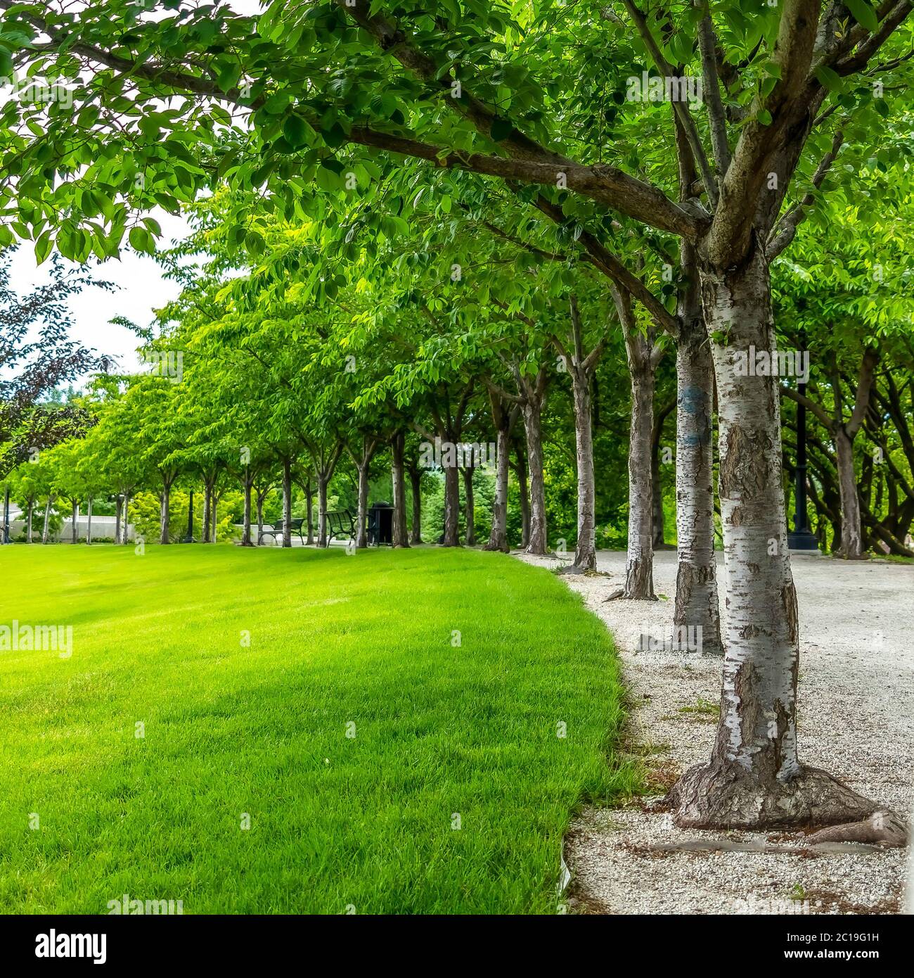 Square frame Trees with white barks and vibrant green leaves lining a ...