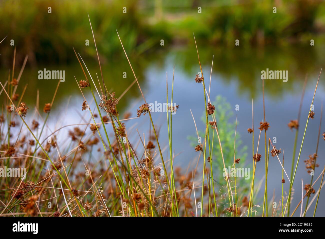 Fence tall grass hi-res stock photography and images - Alamy