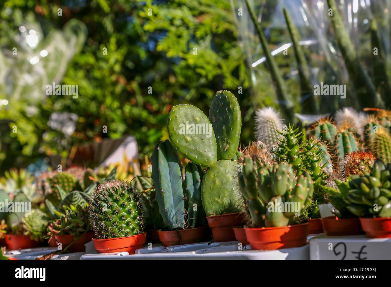 Group of cactus hi-res stock photography and images - Alamy