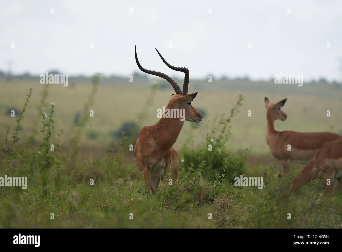 Impala Group Impalas Antelope Portrait Africa Safari Stock Photo - Alamy