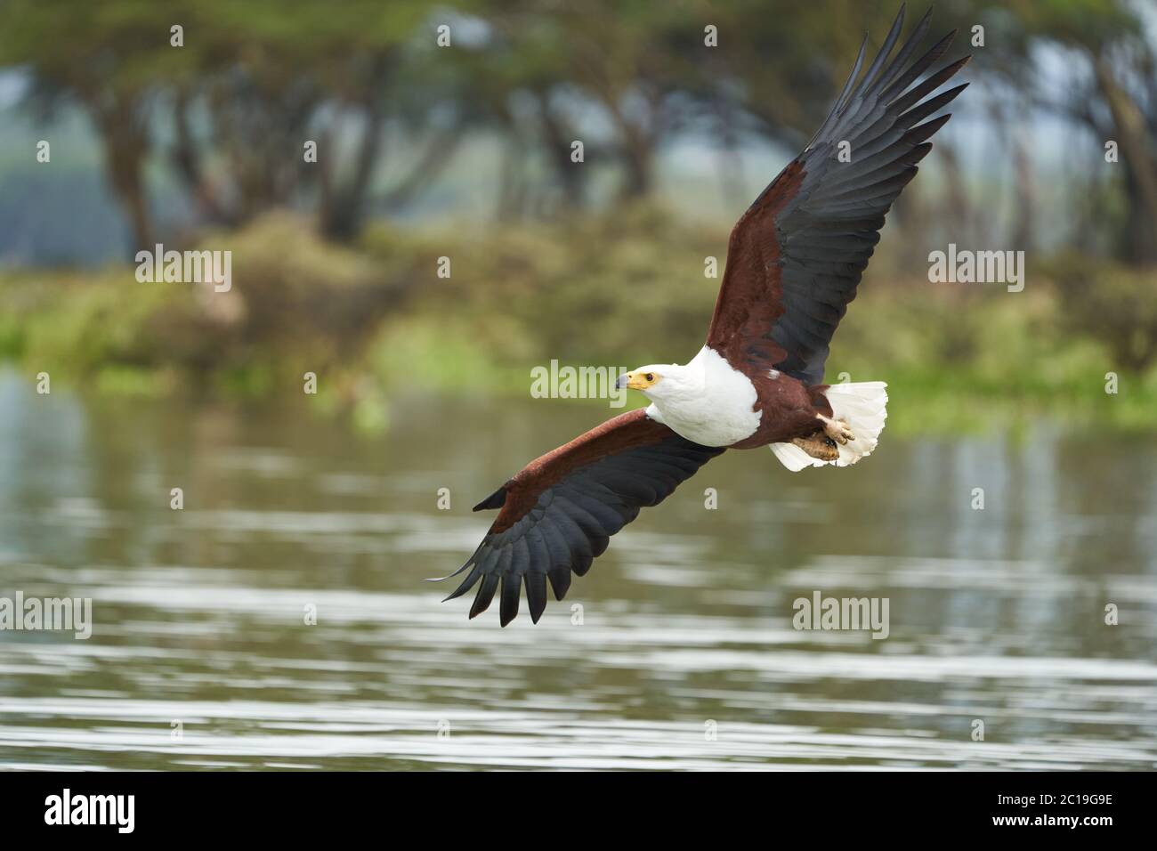 White Tailed Sea Eagle Catching Fish High Resolution Stock Photography ...