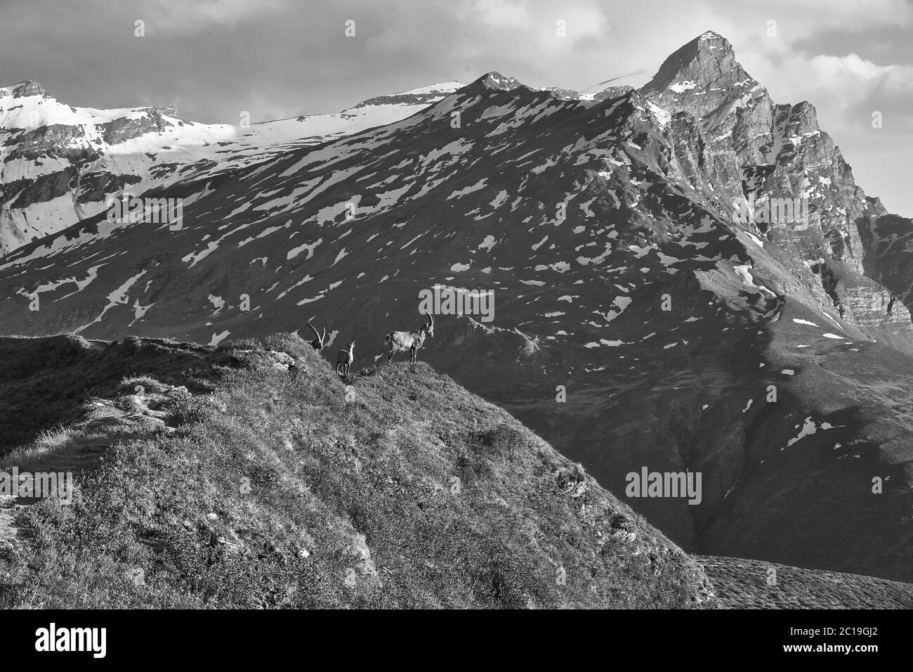 Capricorn Alpine Ibex Capra ibex Mountain Swiss Alps Black and White ...