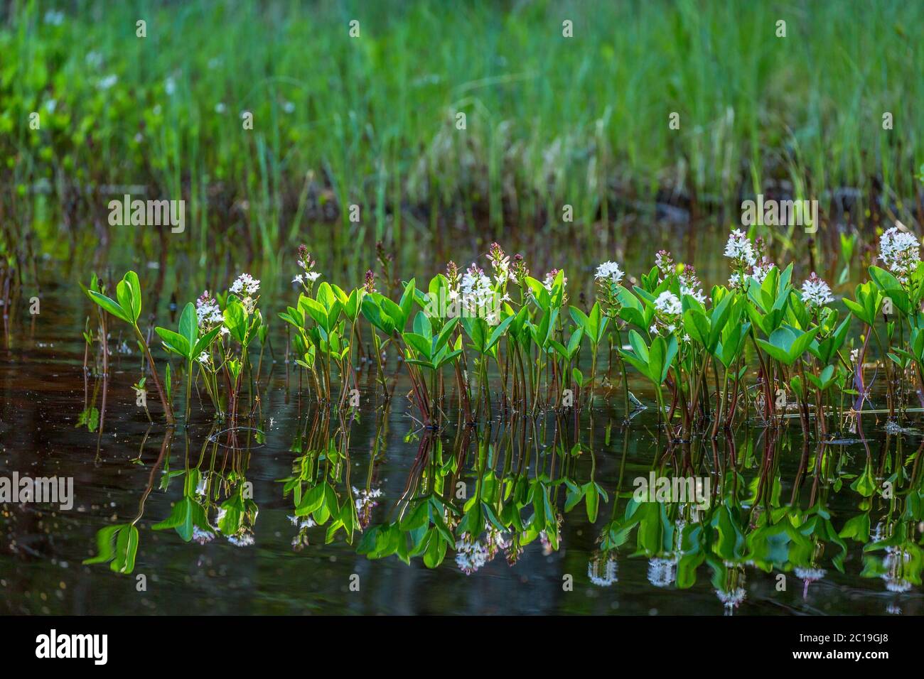 Flowering Bogbean flowers at the beach Stock Photo - Alamy