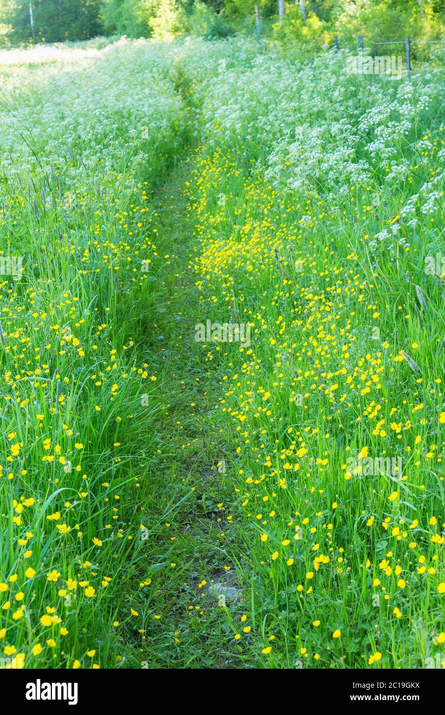 Flowery trail hi-res stock photography and images - Alamy
