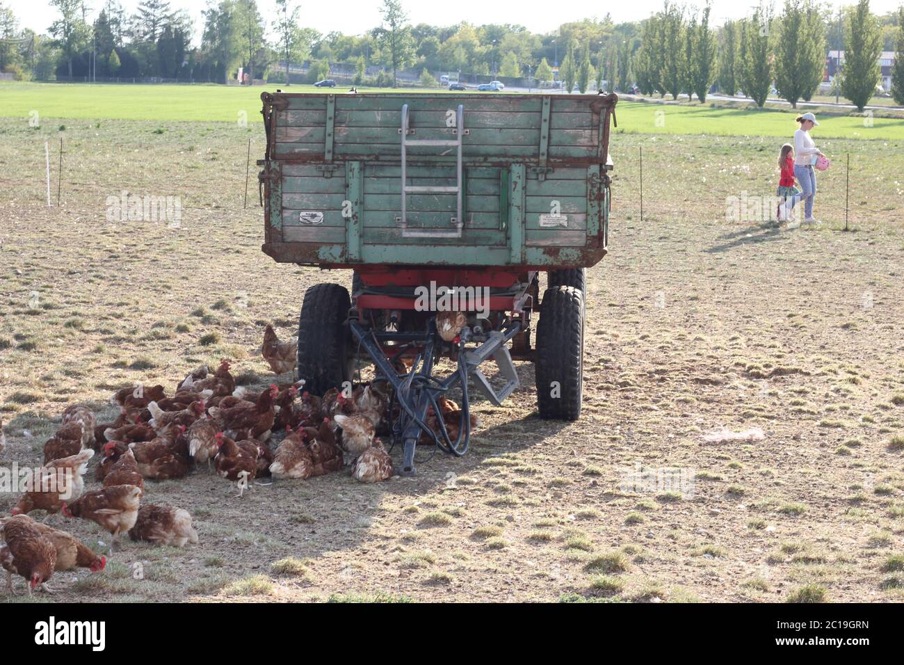 Outdoor hens in free run farming resting in the shadow of a trailor ...