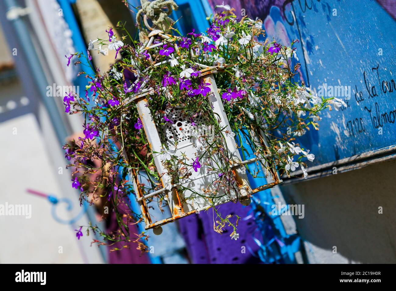 An angled view of a rusted white lantern filled with flowering lobelia ...