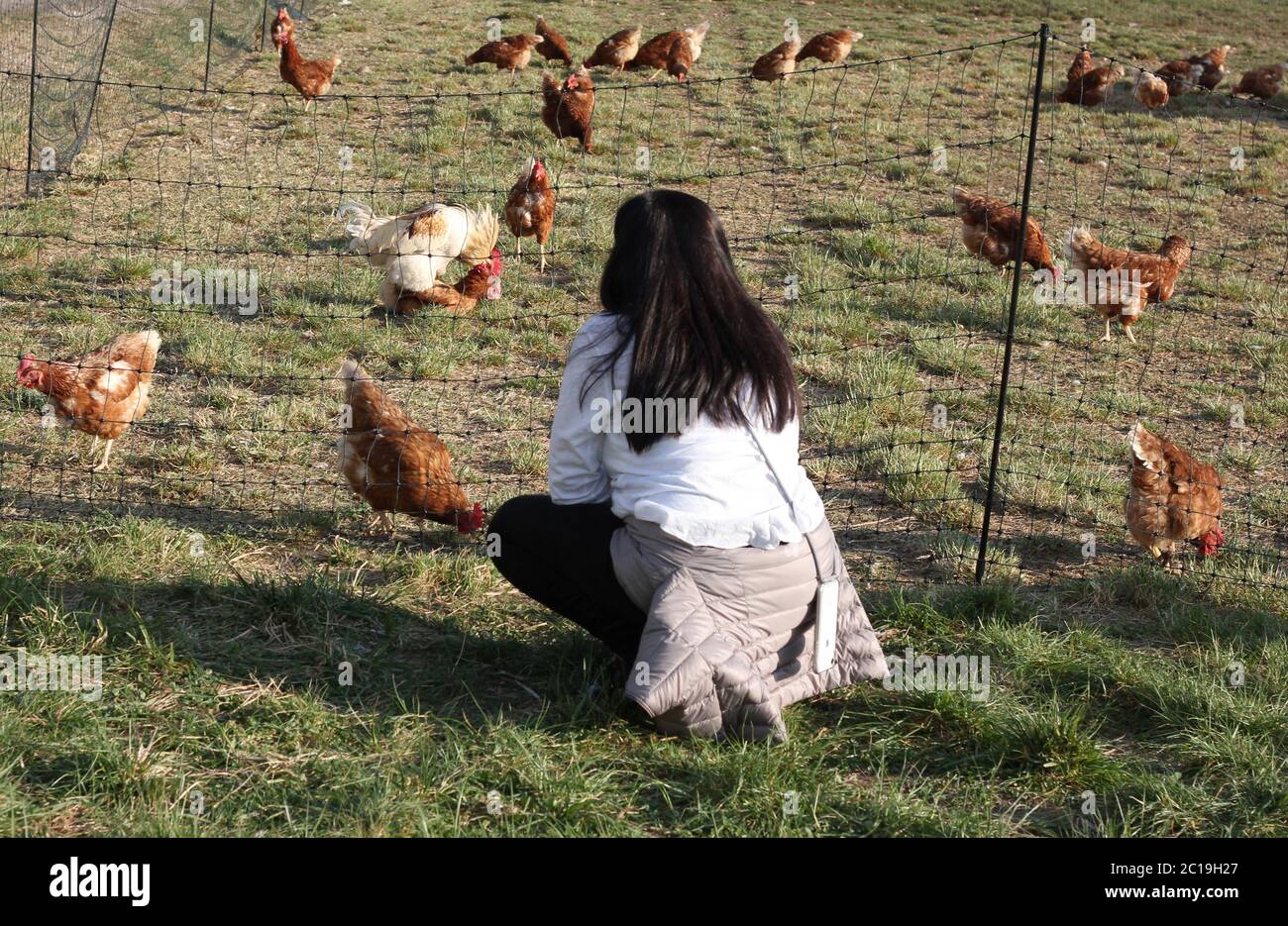 Free Run Chicken Farms In Ontario at Amber Warren blog