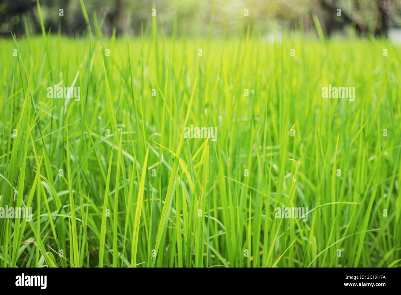 Rice field green grass fields hi-res stock photography and images - Alamy