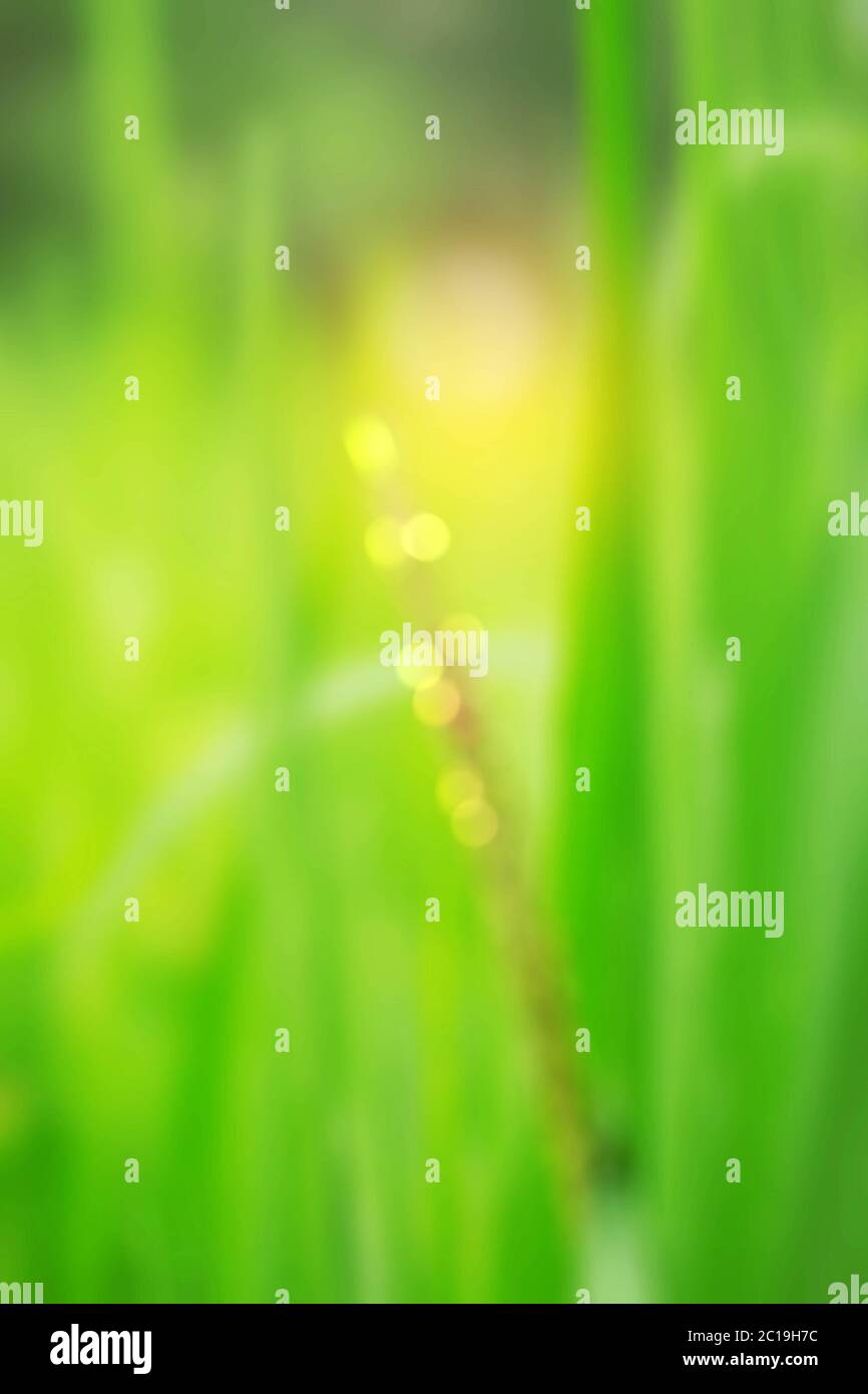 Rice with blurred images Stock Photo - Alamy