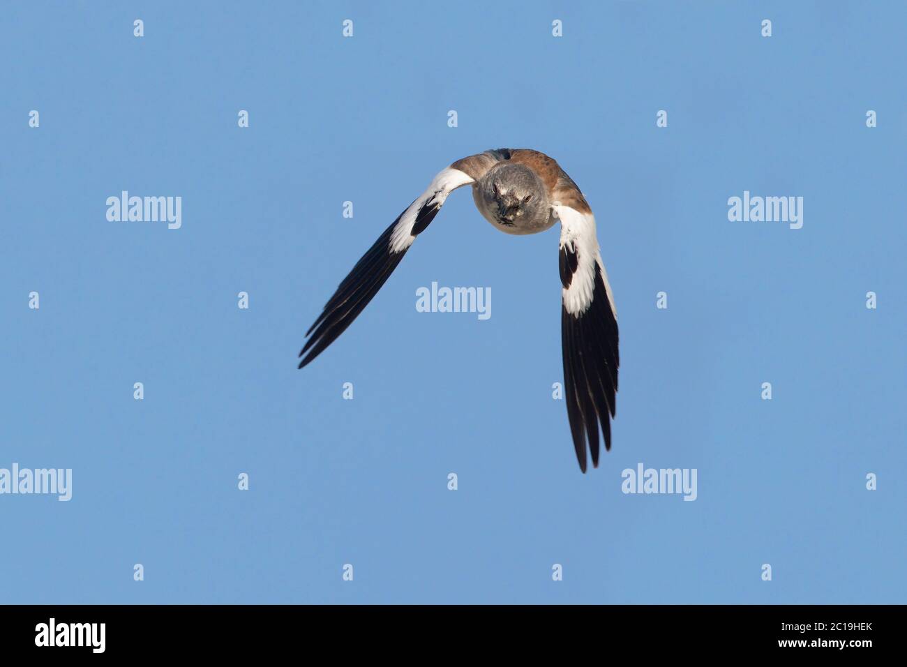 White Winged Snowfinch High Resolution Stock Photography and Images - Alamy