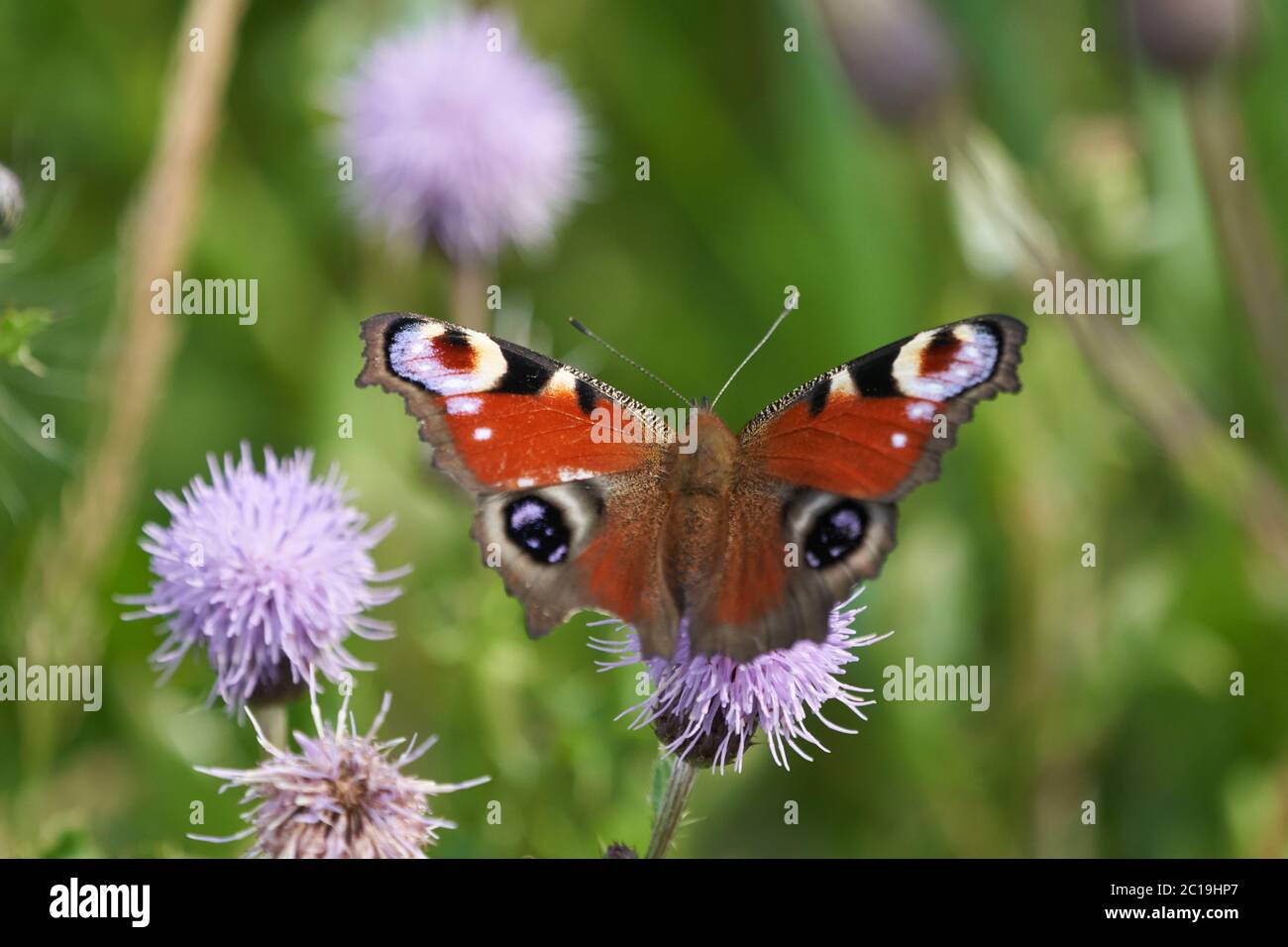 Aglais io the European peacock butterfly colourful Stock Photo - Alamy