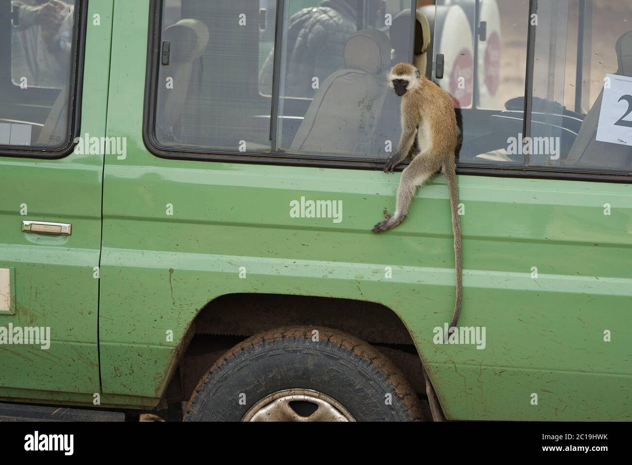 Vervet monkey Chlorocebus pygerythrus Old World monkey of the family ...