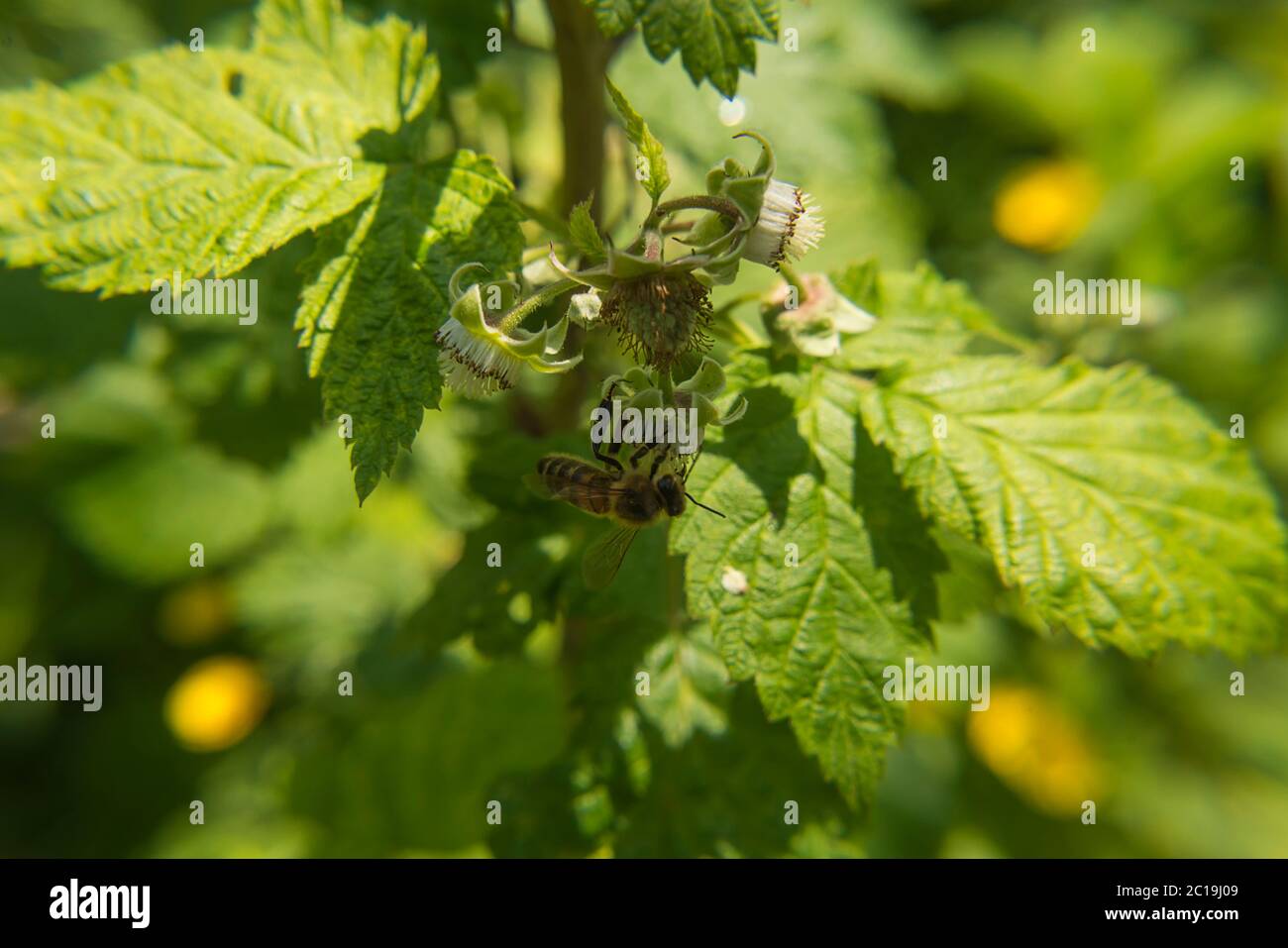 Raspberry plant bloom bee hi-res stock photography and images - Alamy