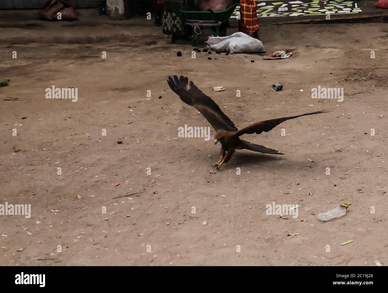 Falcon entertainment hi-res stock photography and images - Alamy