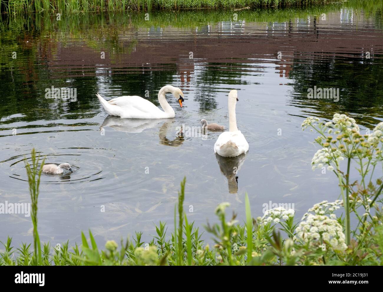 Swans on Forth & Clyde Canal, Bowling, West Dunbartonshire, Scotland ...