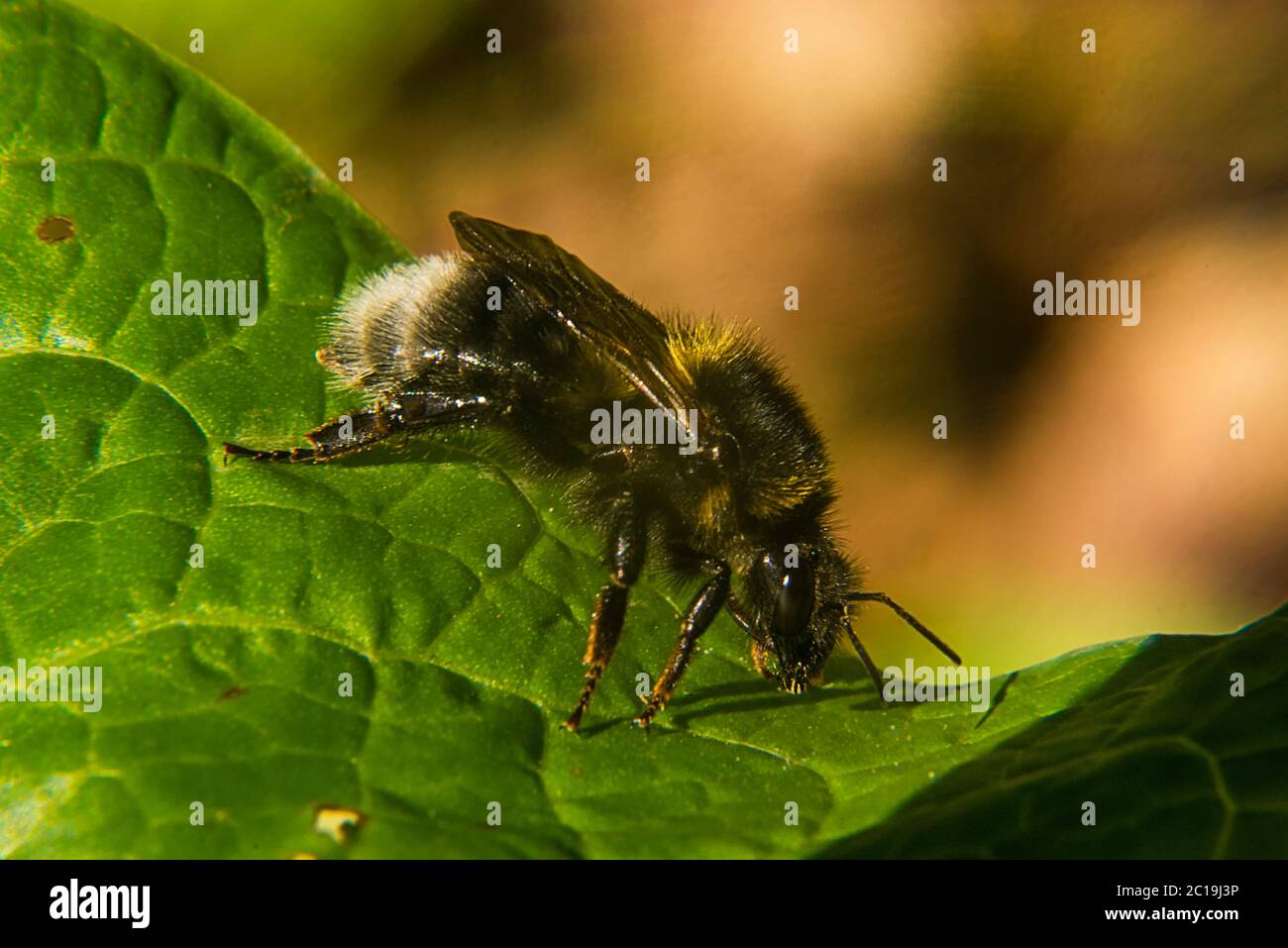 Bumblebee on a green leaf Stock Photo - Alamy