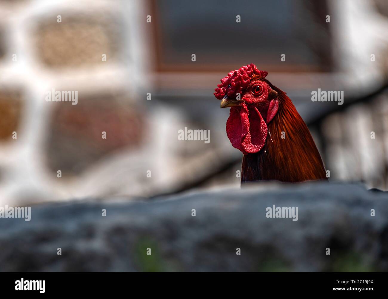 rooster walking around in the village Stock Photo - Alamy