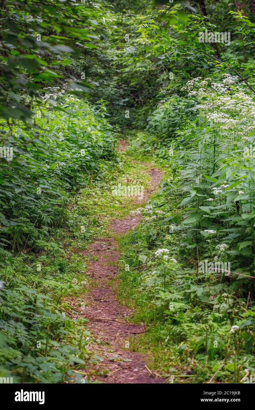 Summer footpath in green trees nature scene in park background Stock ...