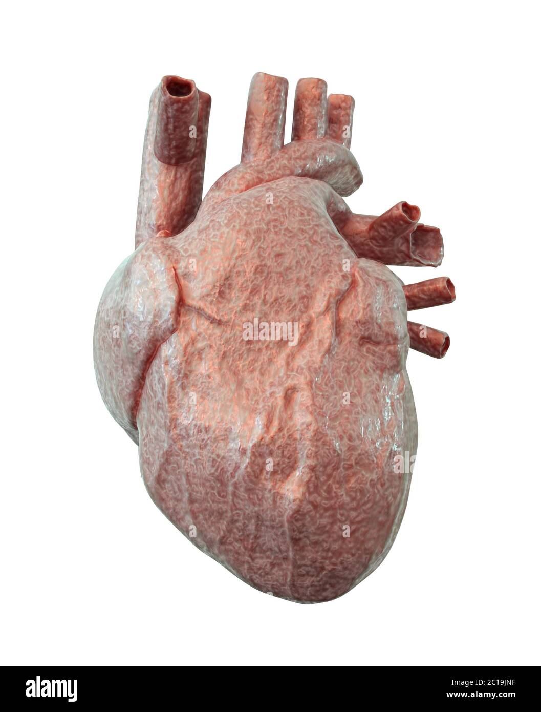 Human heart organ real Cut Out Stock Images & Pictures - Alamy