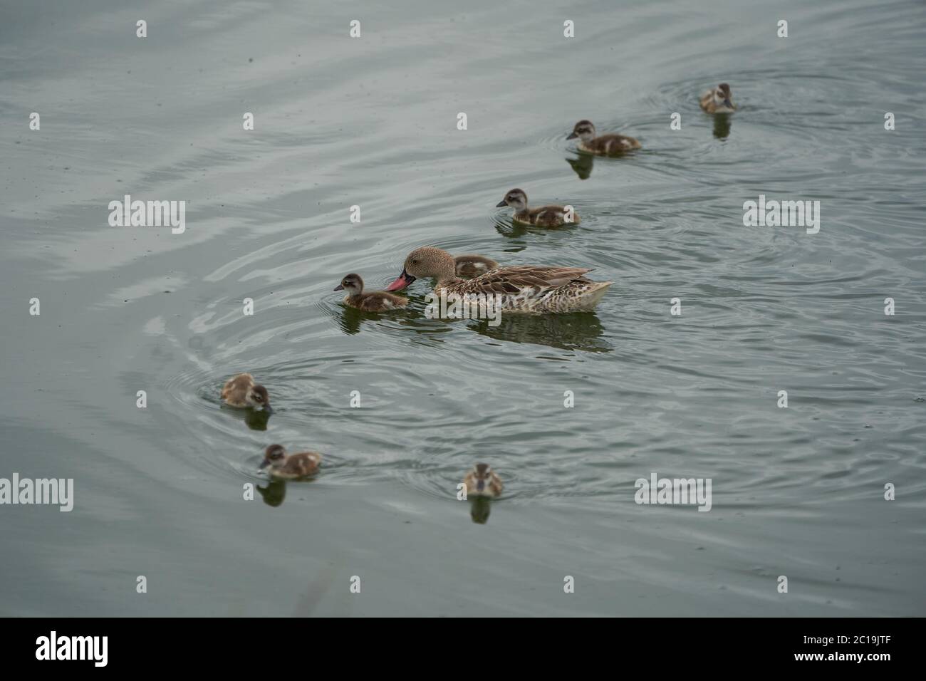 African cape teal hi-res stock photography and images - Alamy