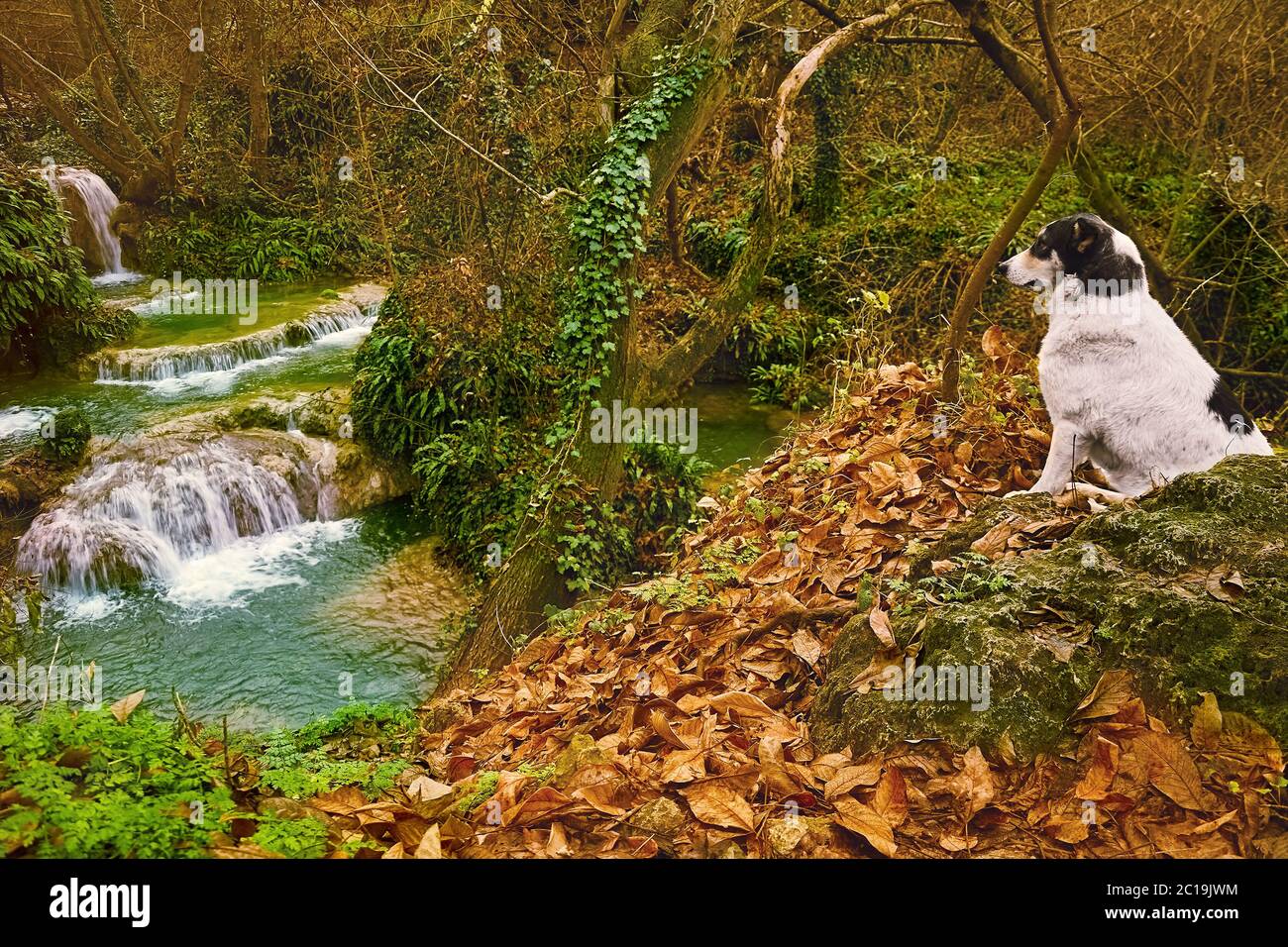 Dog and Waterfall Stock Photo - Alamy
